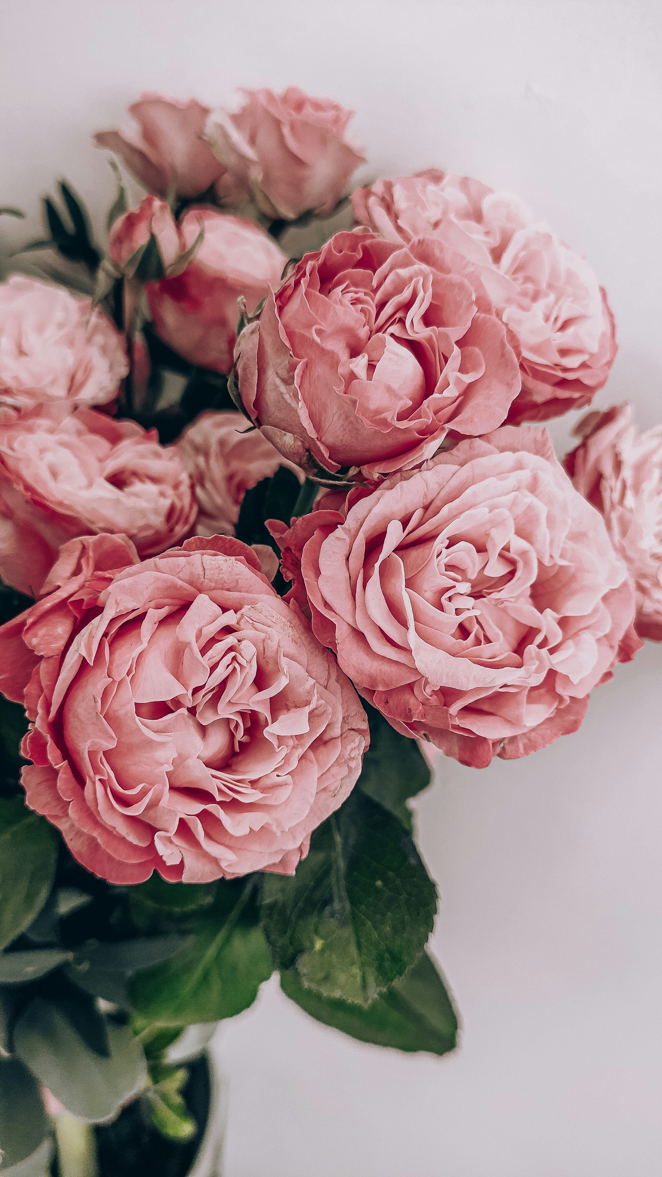 Garden Roses Wholesale – Premium Fragrant Roses - Wedding Roses – Hi ...
