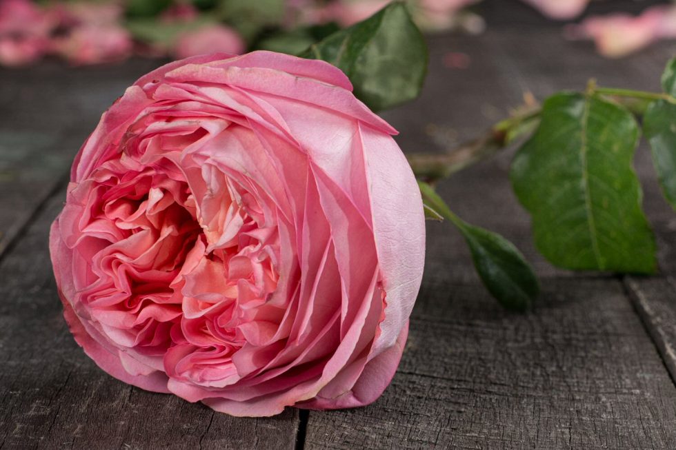 Pink – Xpression Garden Rose – Hi Flowers USA